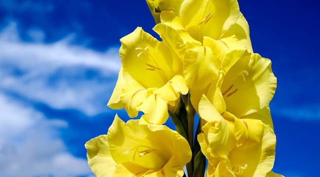 Gladiolen Nijmeegse Vierdaagse dit jaar naar de helden van de zorg | NL ...