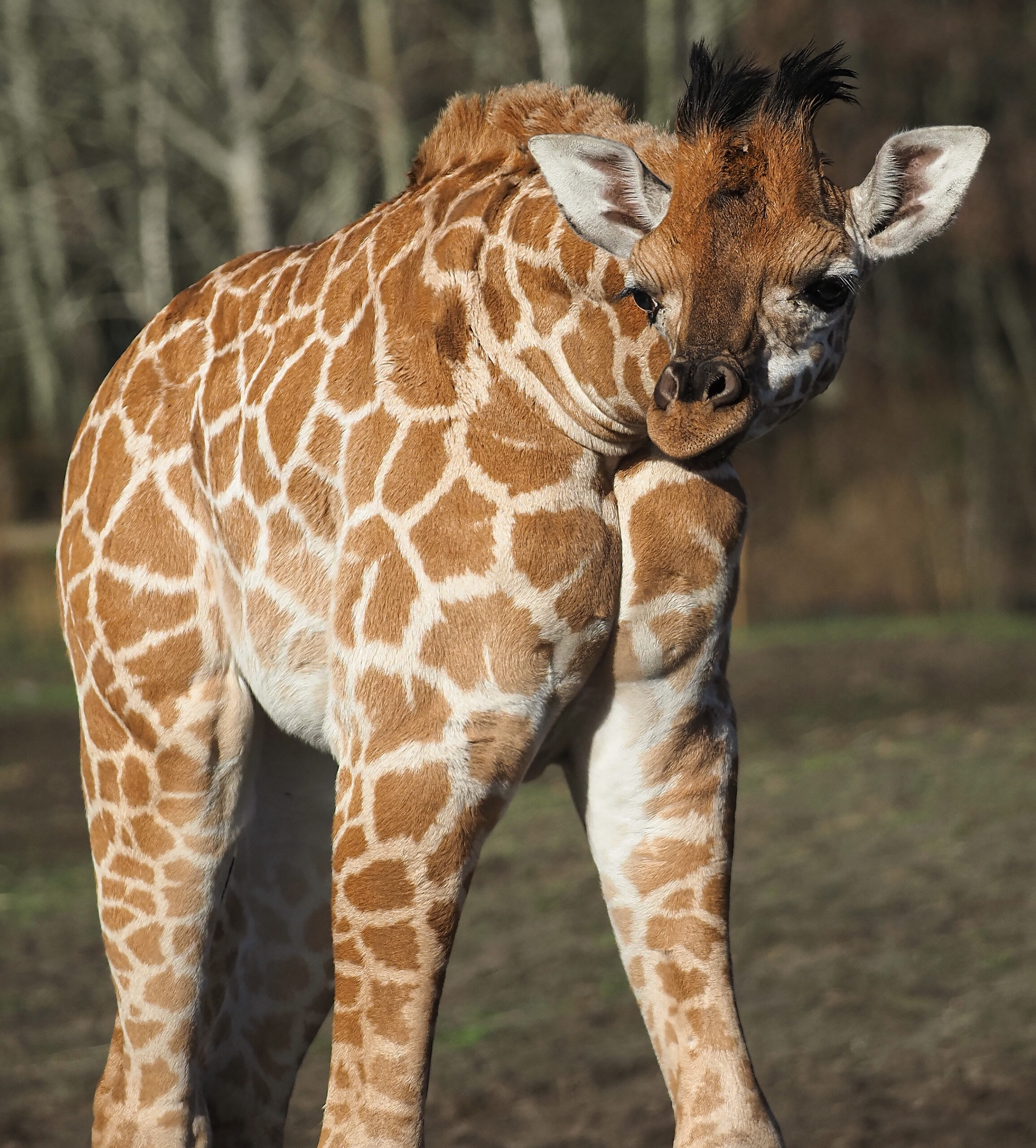Jonge dieren Beekse Bergen zetten eerste stapjes buiten | NL Recreatie